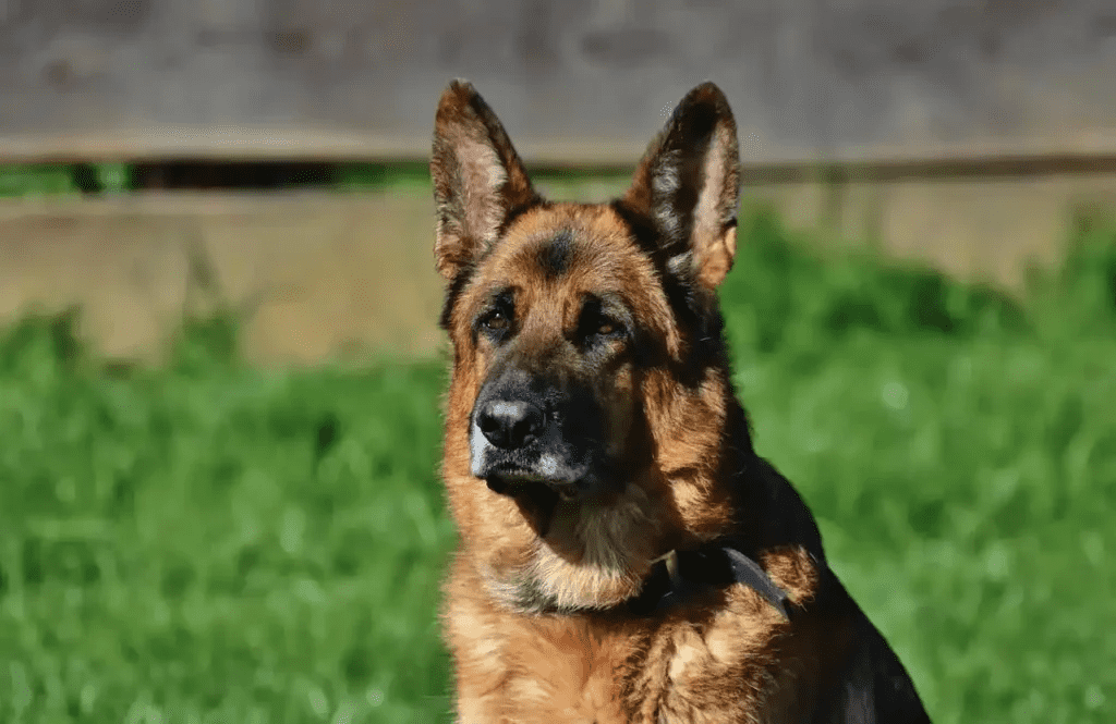 German Shepherd Palette: How to Spot All 5 Varieties ‣ lifeatherpaw.com