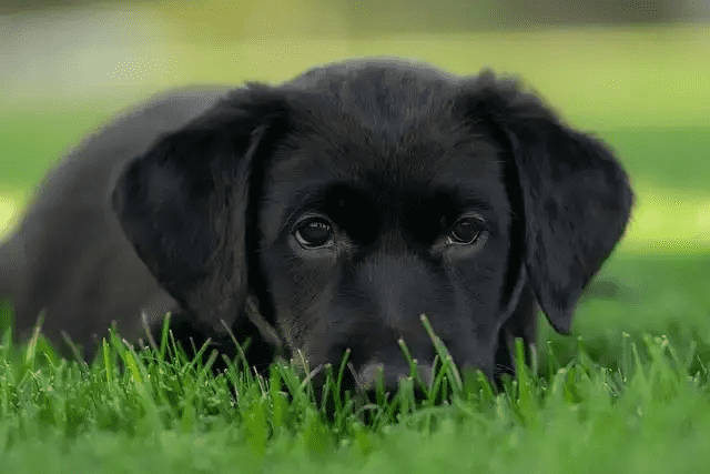 Borador Guide: Everything About the Border Collie Lab Mix – Traits ...