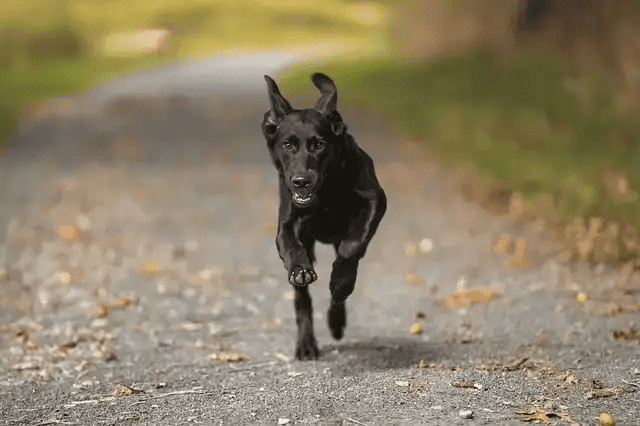 Borador Guide: Everything About the Border Collie Lab Mix – Traits ...